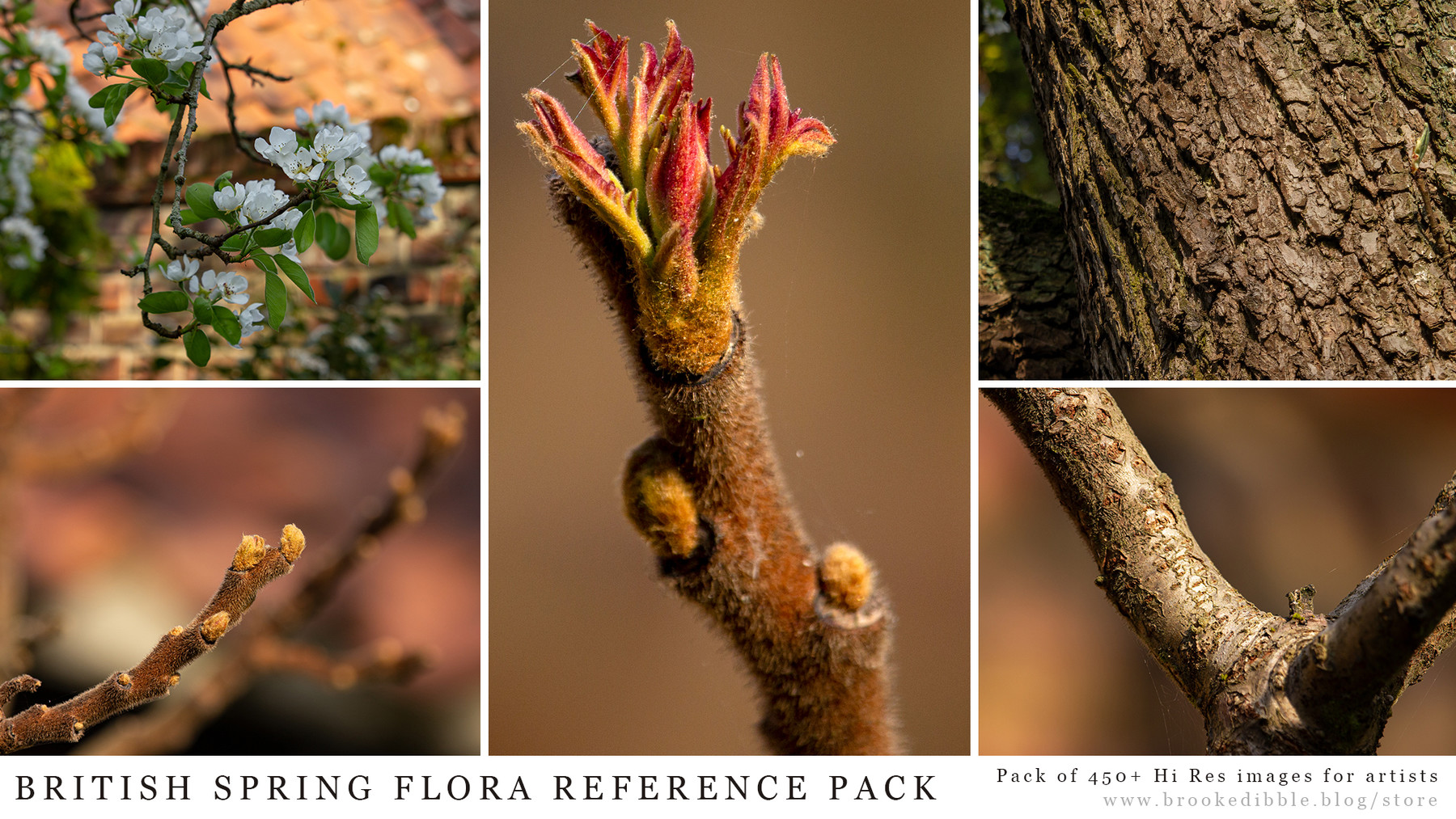 ArtStation - Flowers & Plants - 450+ Spring Flora Reference Pack Vol1 ...