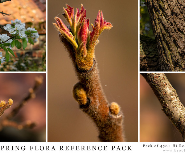 ArtStation - Flowers & Plants - 450+ Spring Flora Reference Pack Vol1 ...