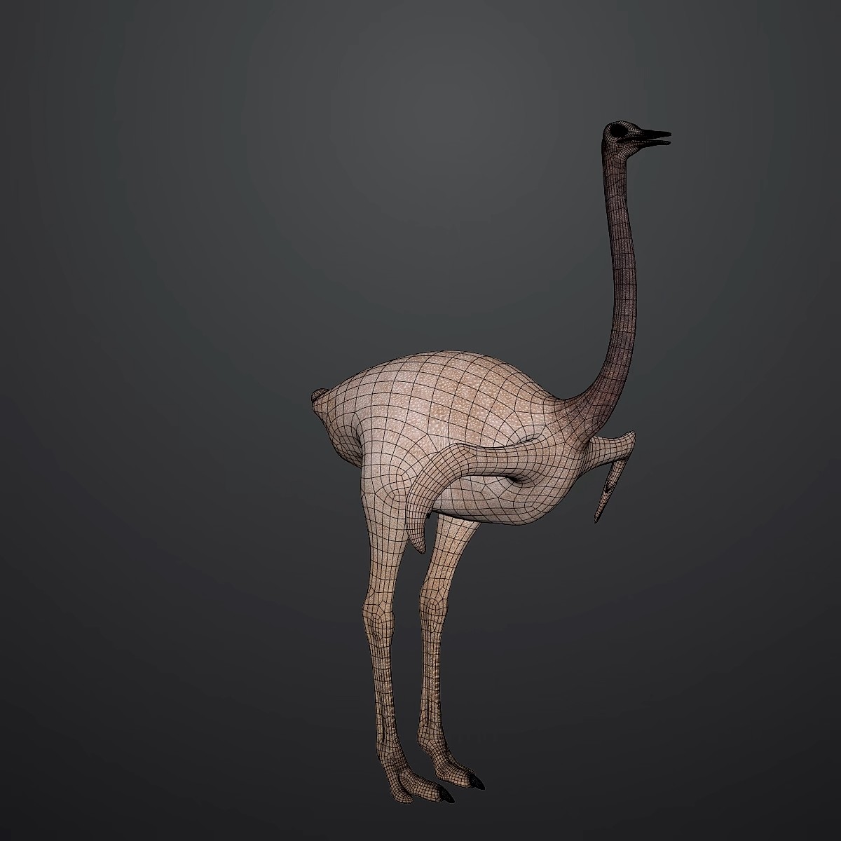 ArtStation - Realistic 3D model of Ostrich | Resources