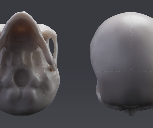 ArtStation - Human Skull - Asset for 3D Print | Resources