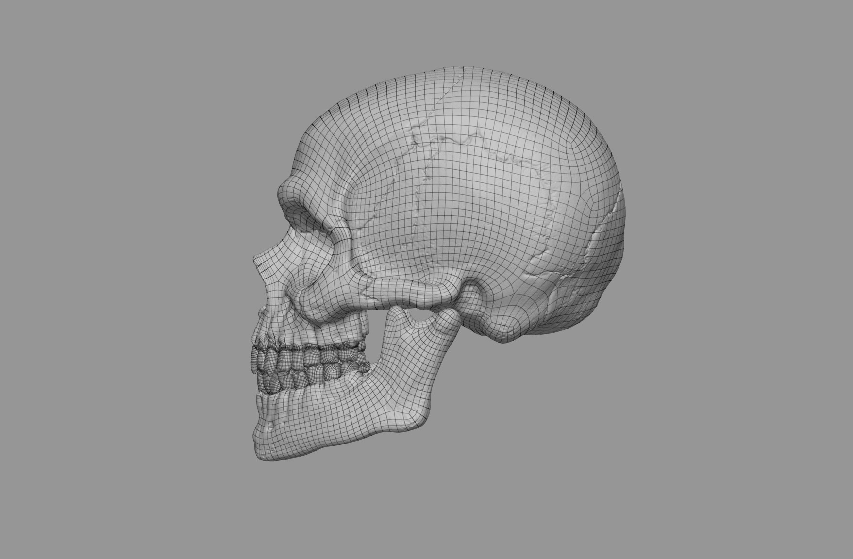 ArtStation - Skull-Detailed | Resources