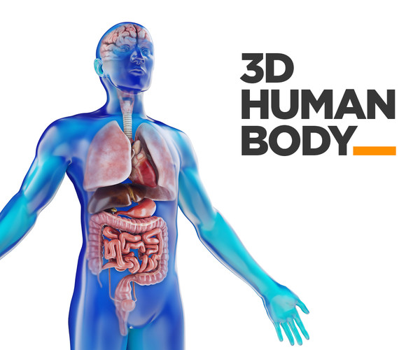 ArtStation - Human Male anatomy model with internal organs with 4K ...