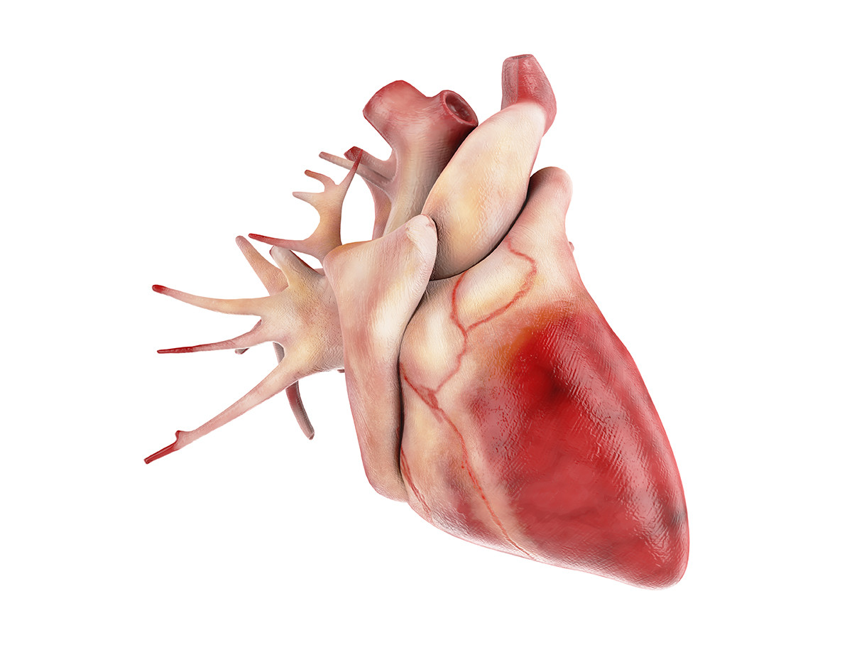 ArtStation - Human Male anatomy model with internal organs with 4K ...