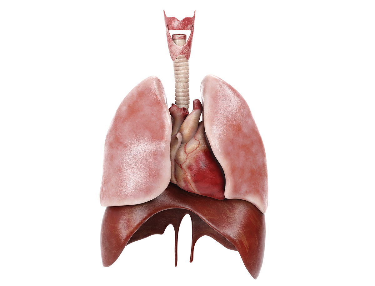 ArtStation - Human Male anatomy model with internal organs with 4K ...