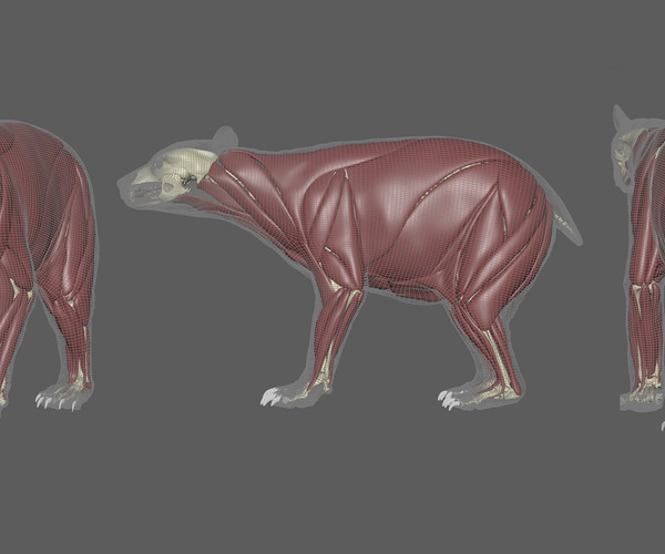 ArtStation - BEAR- Blackbear – sculpt/retopology/skeleton/muscles/uvs ...