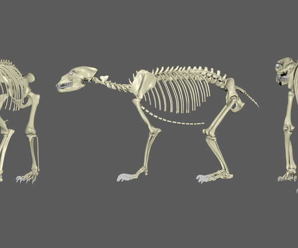 ArtStation - BEAR- Blackbear – sculpt/retopology/skeleton/muscles/uvs ...