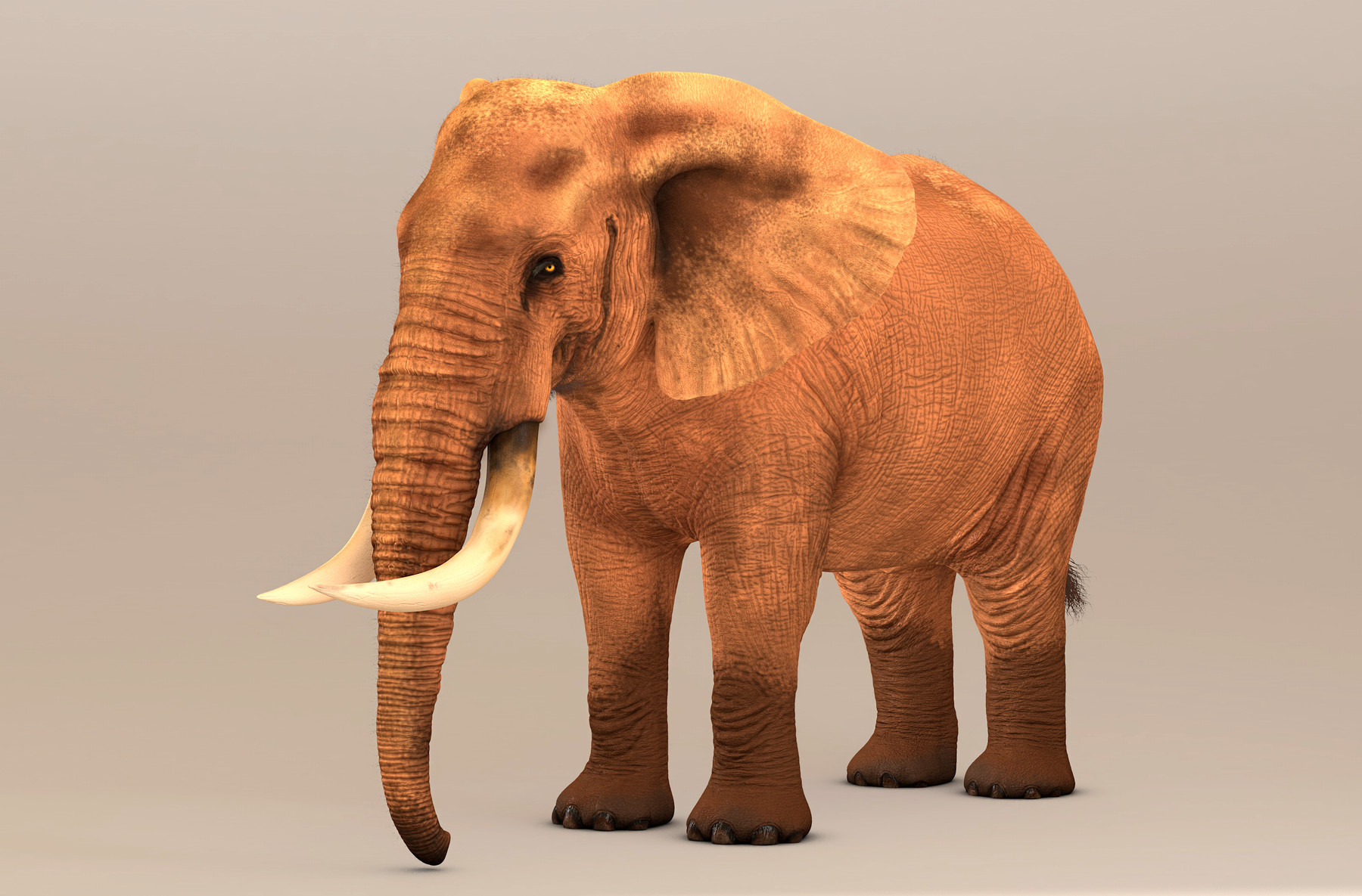 ArtStation - Elephant | Resources