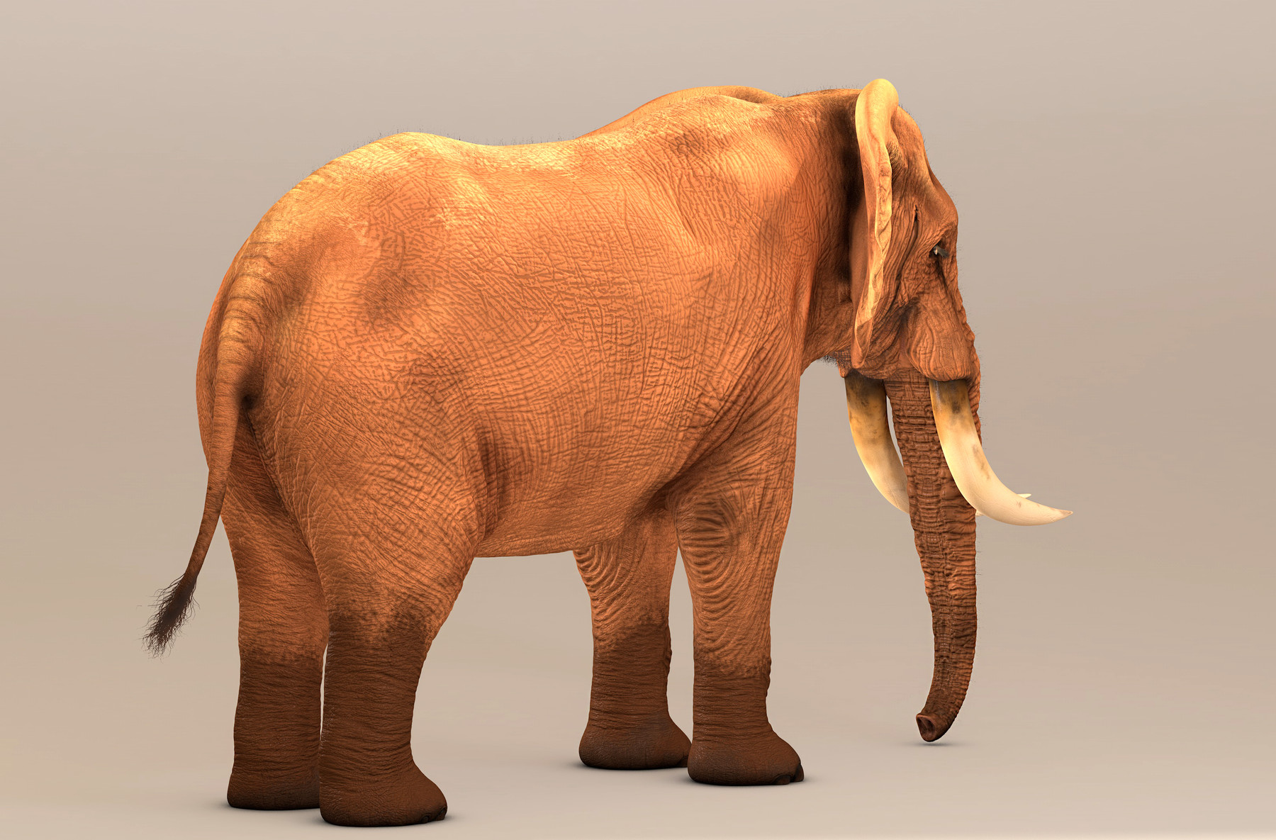 ArtStation - Elephant | Resources