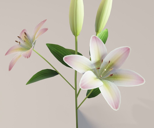 ArtStation - Lily 3D Model | Game Assets