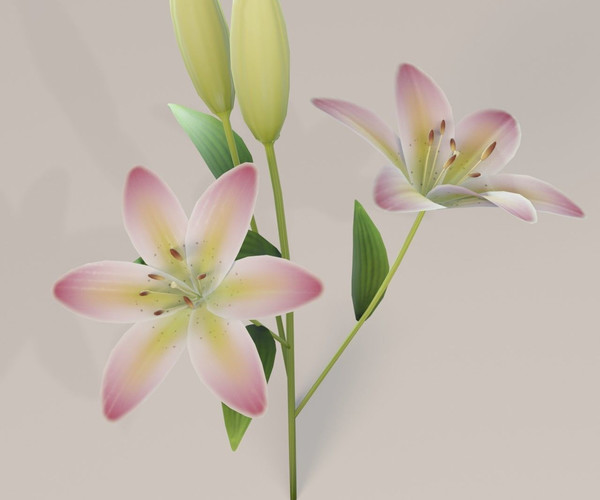 ArtStation - Lily 3D Model | Game Assets