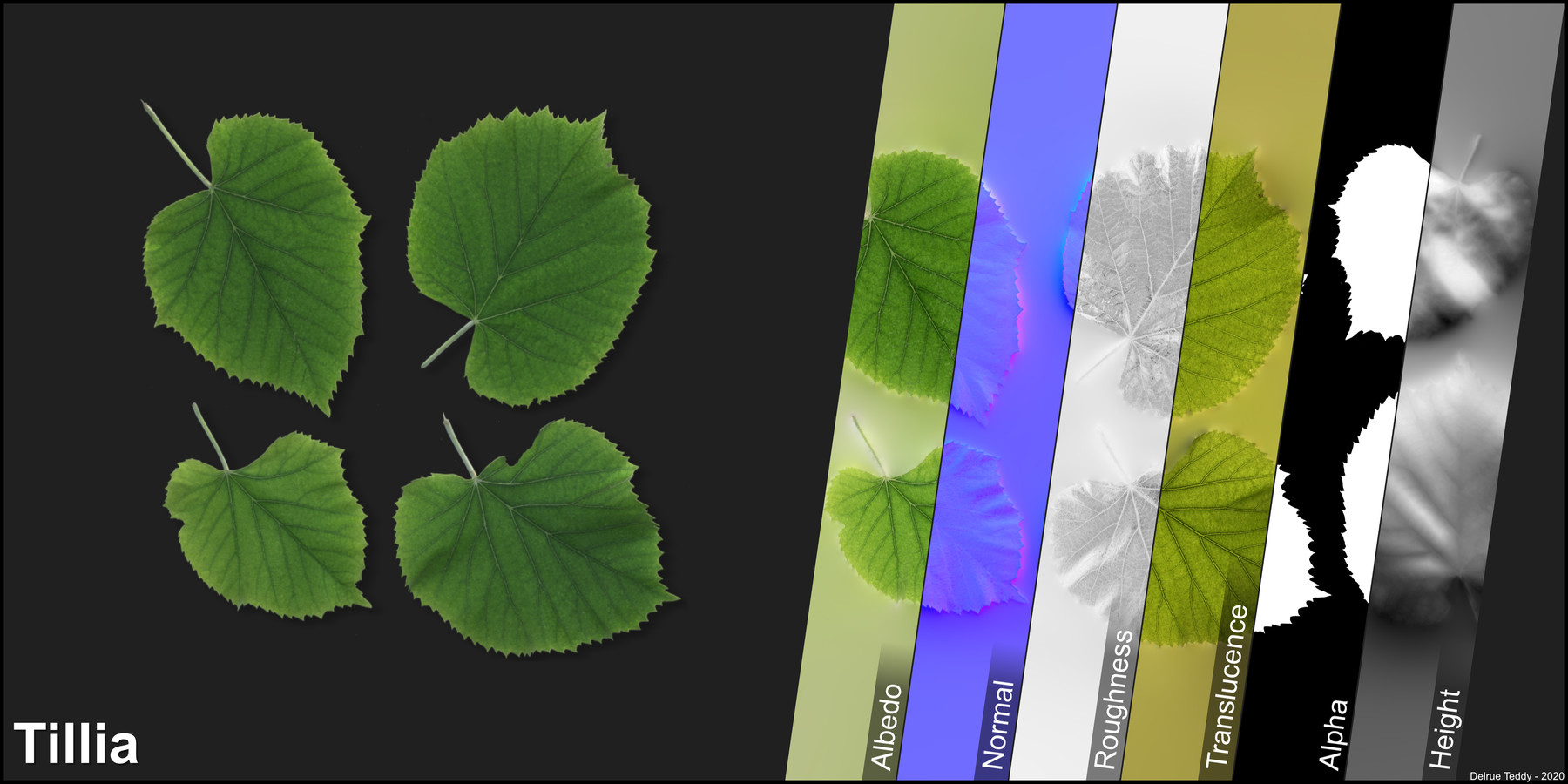 ArtStation - Photometric Scan Vegetation - Tillia - Leaves 1 | Resources
