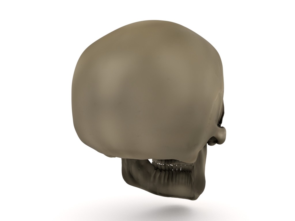Collada Model Skull
