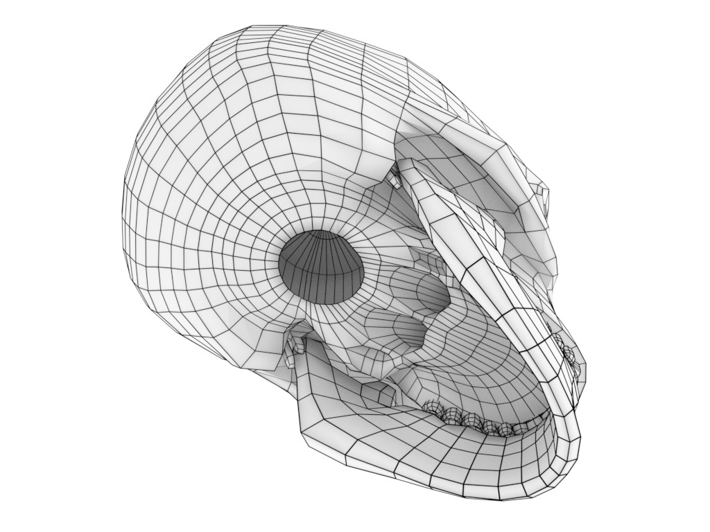ArtStation - 3D Model: Skull | Resources