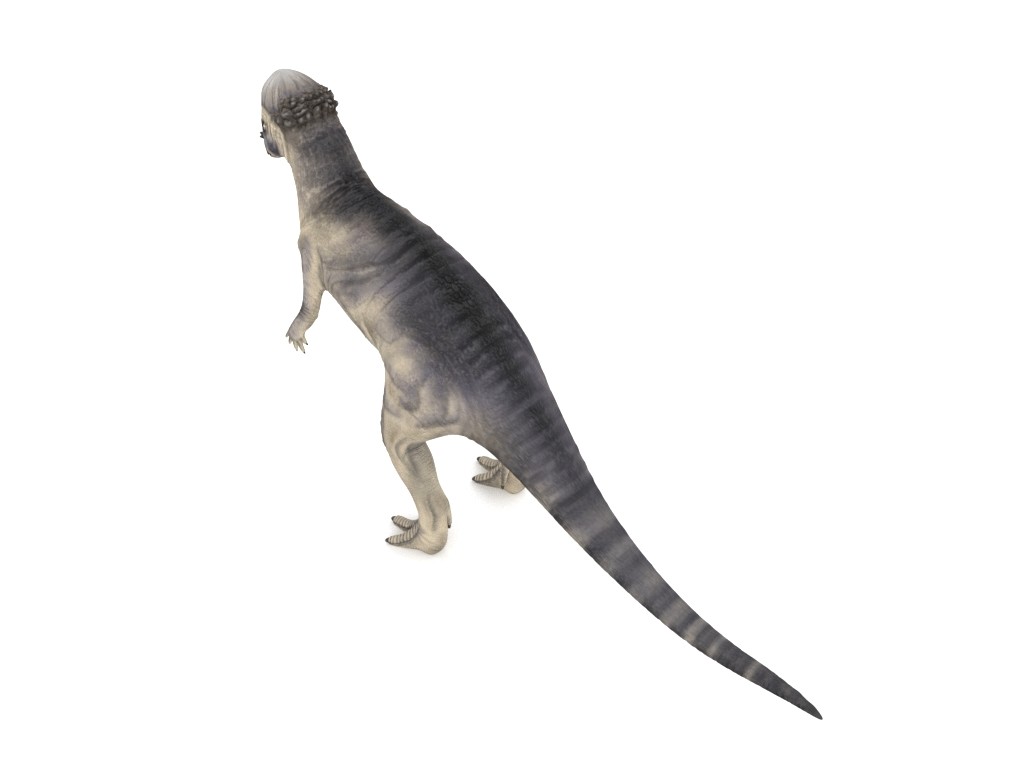 ArtStation - 3D Model: Pachycephalosaurus | Resources