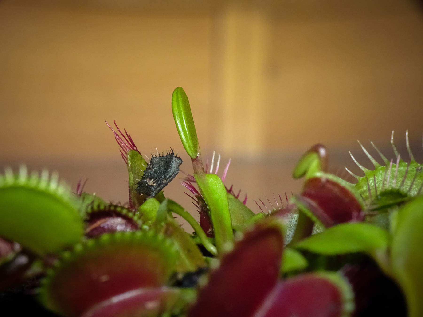 ArtStation - FREE Flowers Reference Pack | Resources