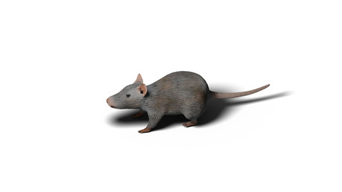 ArtStation - 3D Model Rat | Resources