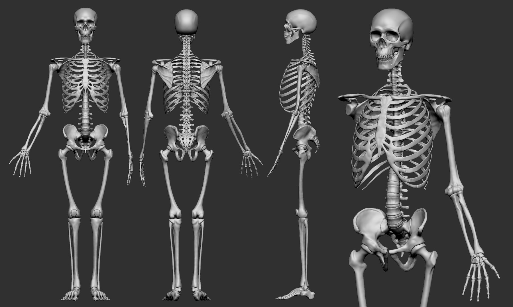 ArtStation - Male Anatomy Ecorche - Skeleton model - Human muscles ...