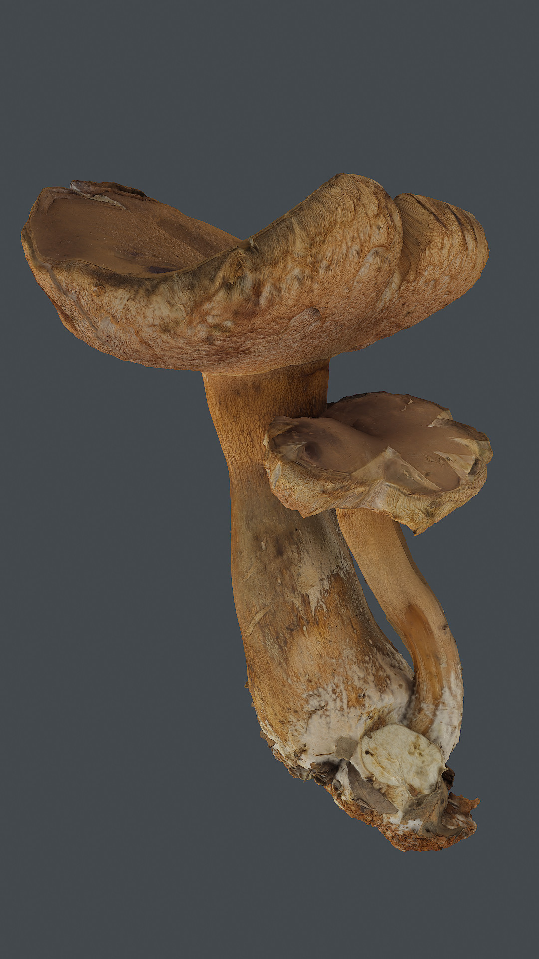 ArtStation - Photoscan_Mushroom_0004_only HighPoly Mesh (16K Texture ...