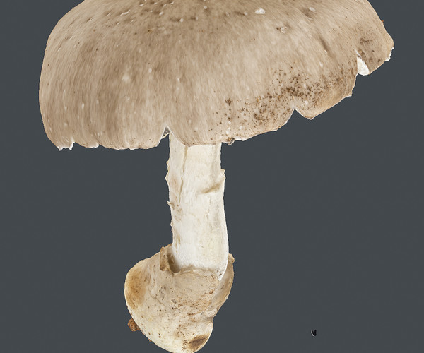 ArtStation - Photoscan_Mushroom_0011_only HighPoly Mesh (16K Texture ...
