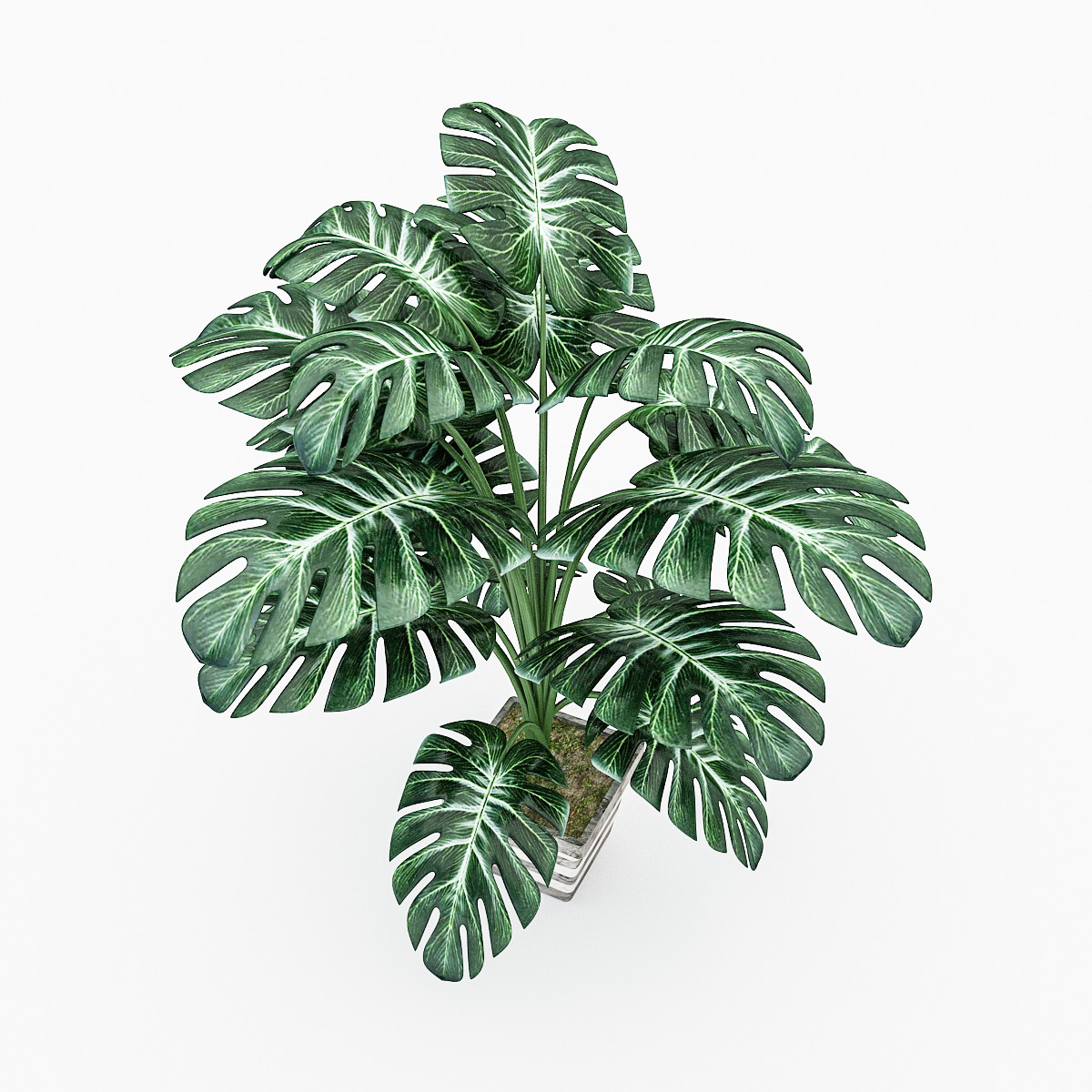ArtStation - Monstera Leaves 3D Model | Resources