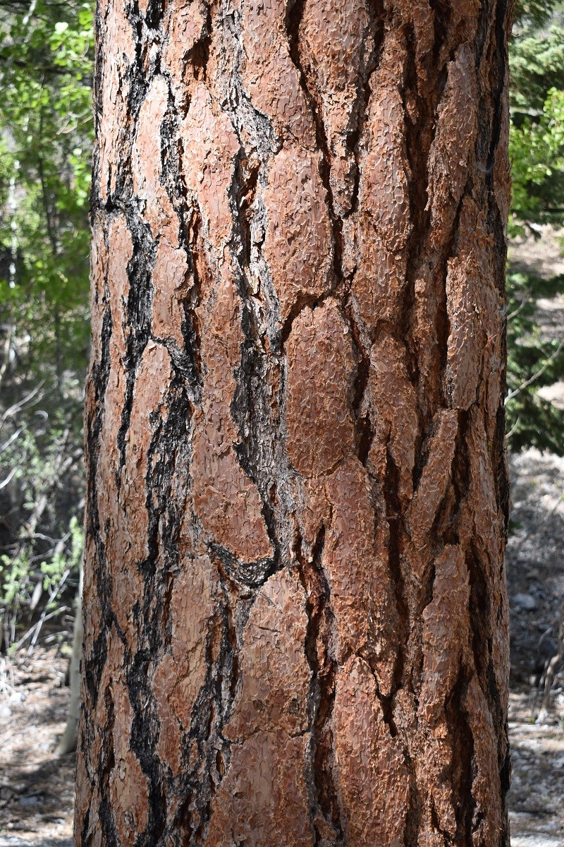 ArtStation - Wood Bark - Reference Pack | Resources