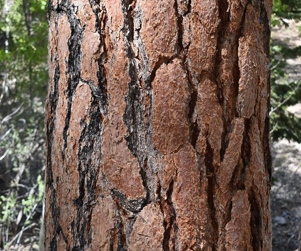 ArtStation - Wood Bark - Reference Pack | Resources