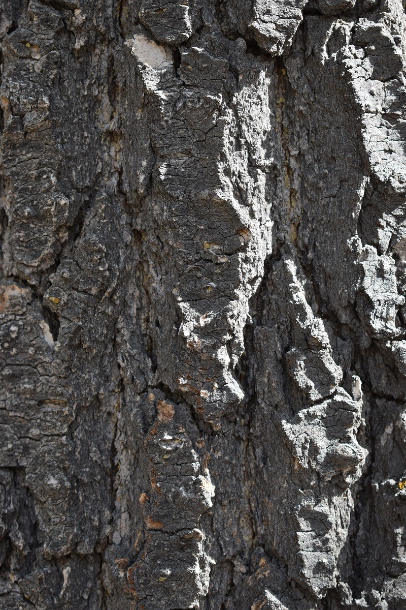 ArtStation - Wood Bark - Reference Pack | Resources