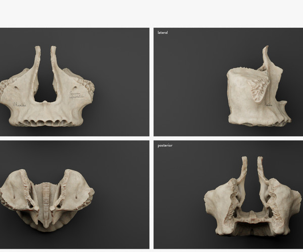 ArtStation - Realistic Human Skull | Game Assets