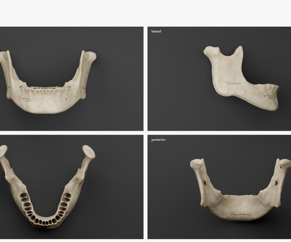 ArtStation - Realistic Human Skull | Game Assets