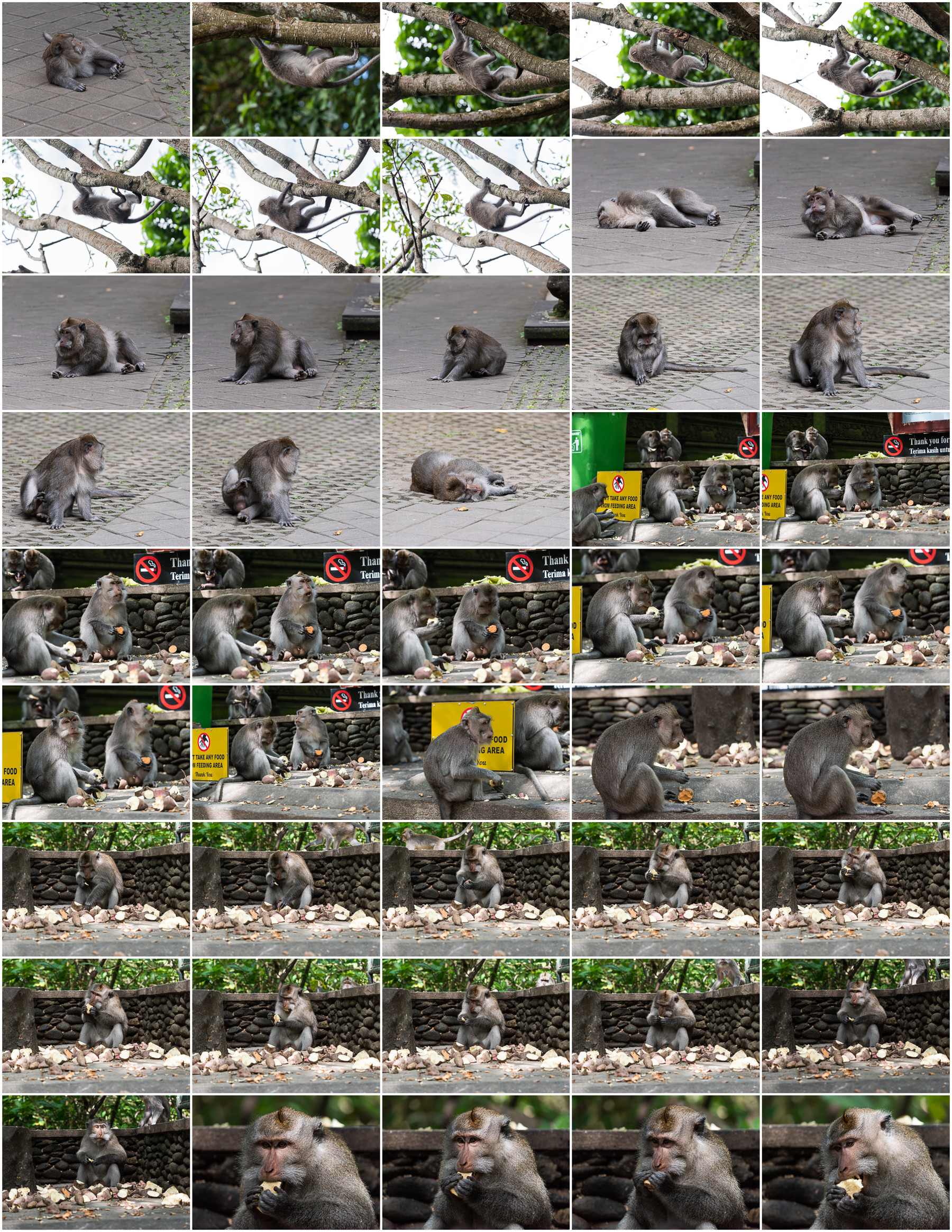 ArtStation - Creature Design Reference Pack - Monkeys | Resources