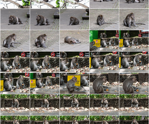 ArtStation - Creature Design Reference Pack - Monkeys | Resources