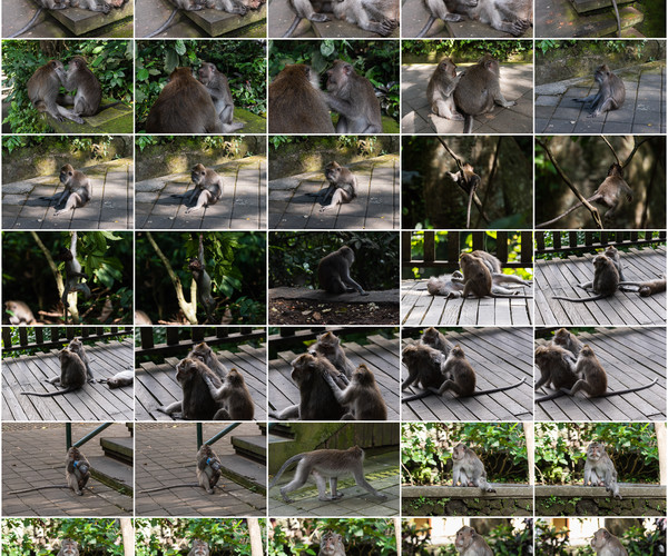 ArtStation - Creature Design Reference Pack - Monkeys | Resources