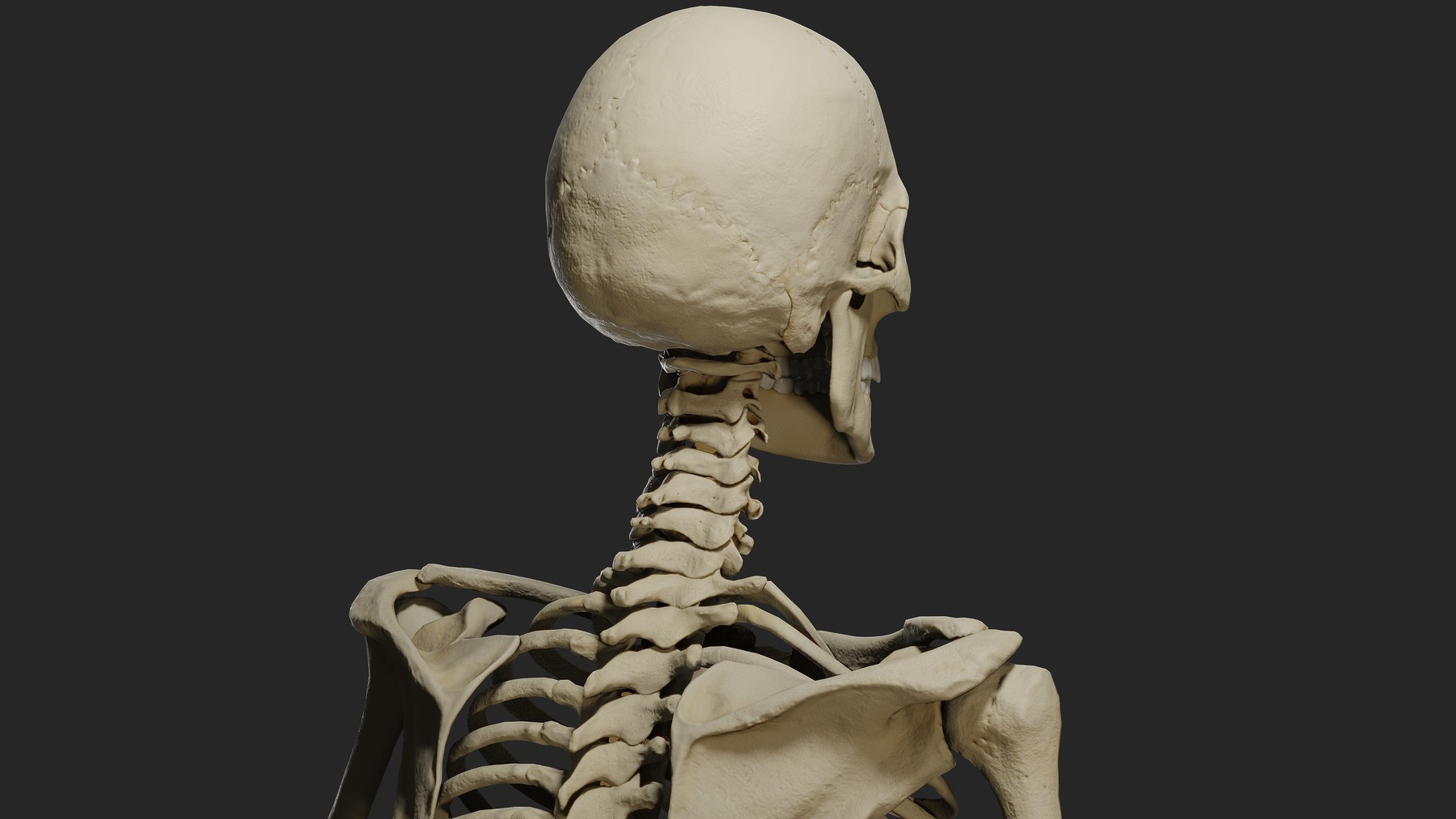 ArtStation - PBR Human male skeleton | Resources
