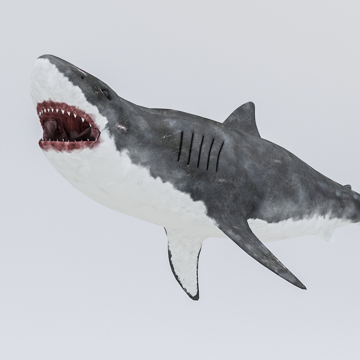 ArtStation - Rigged Shark Model | Game Assets