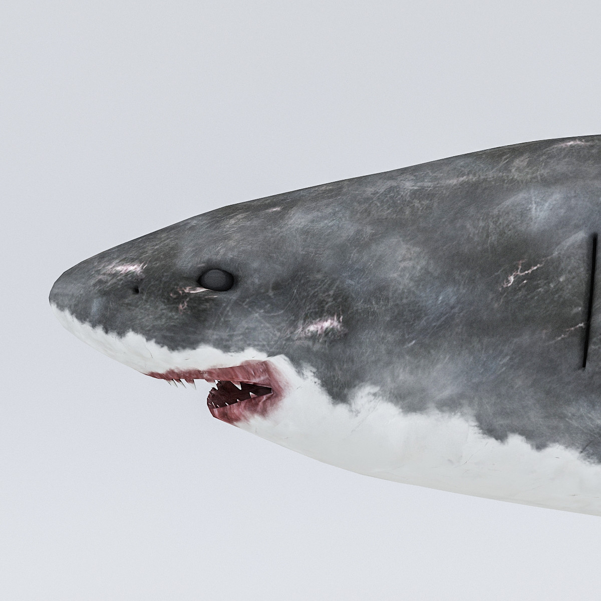 ArtStation - Rigged Shark Model | Game Assets