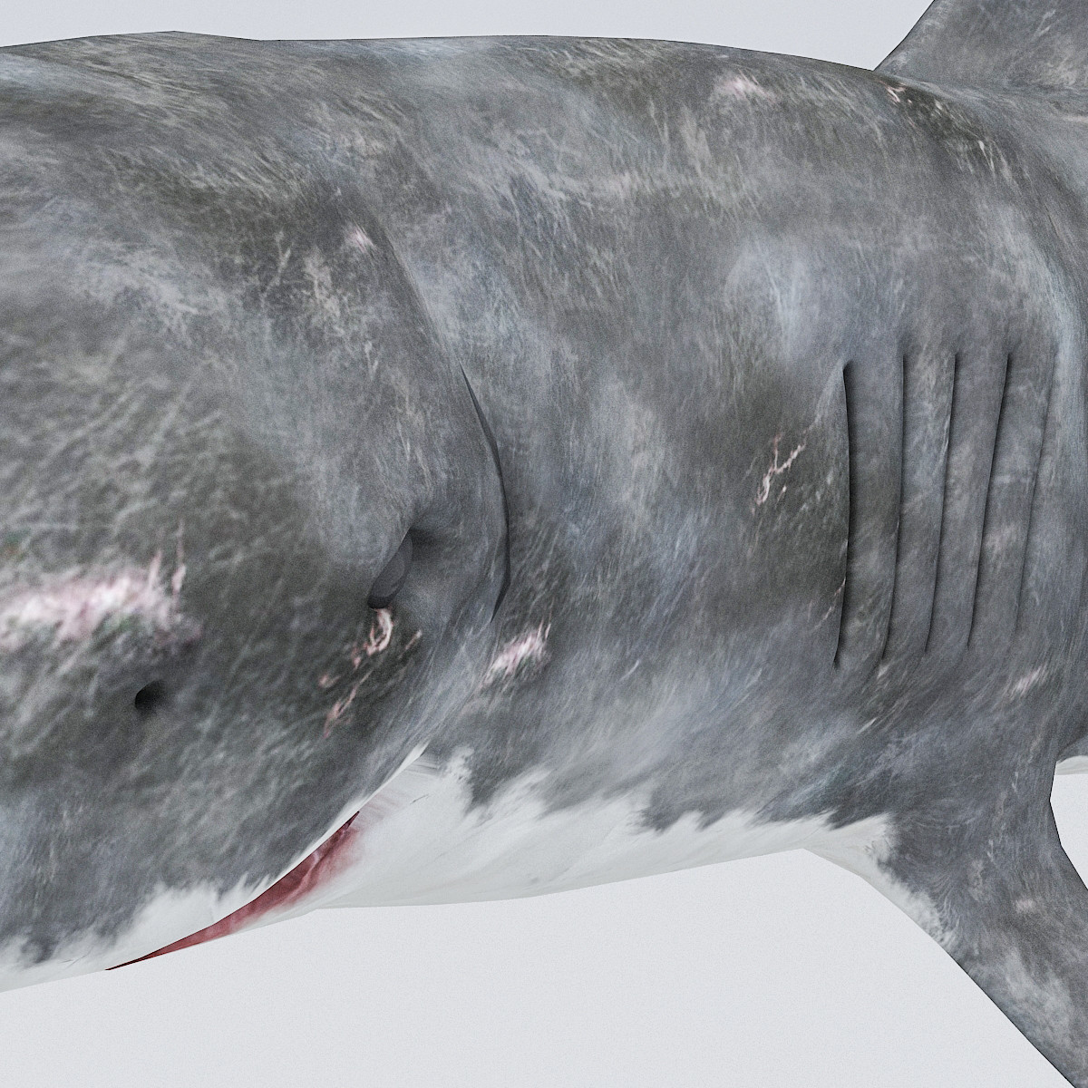 ArtStation - Rigged Shark Model | Game Assets