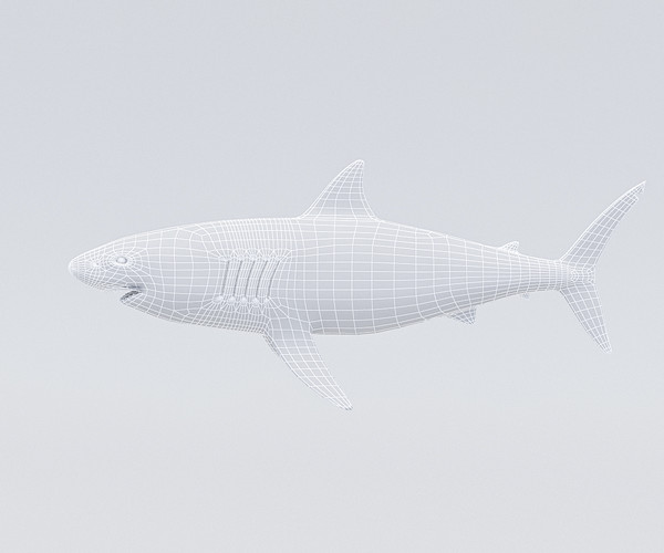 ArtStation - Rigged Shark Model | Game Assets