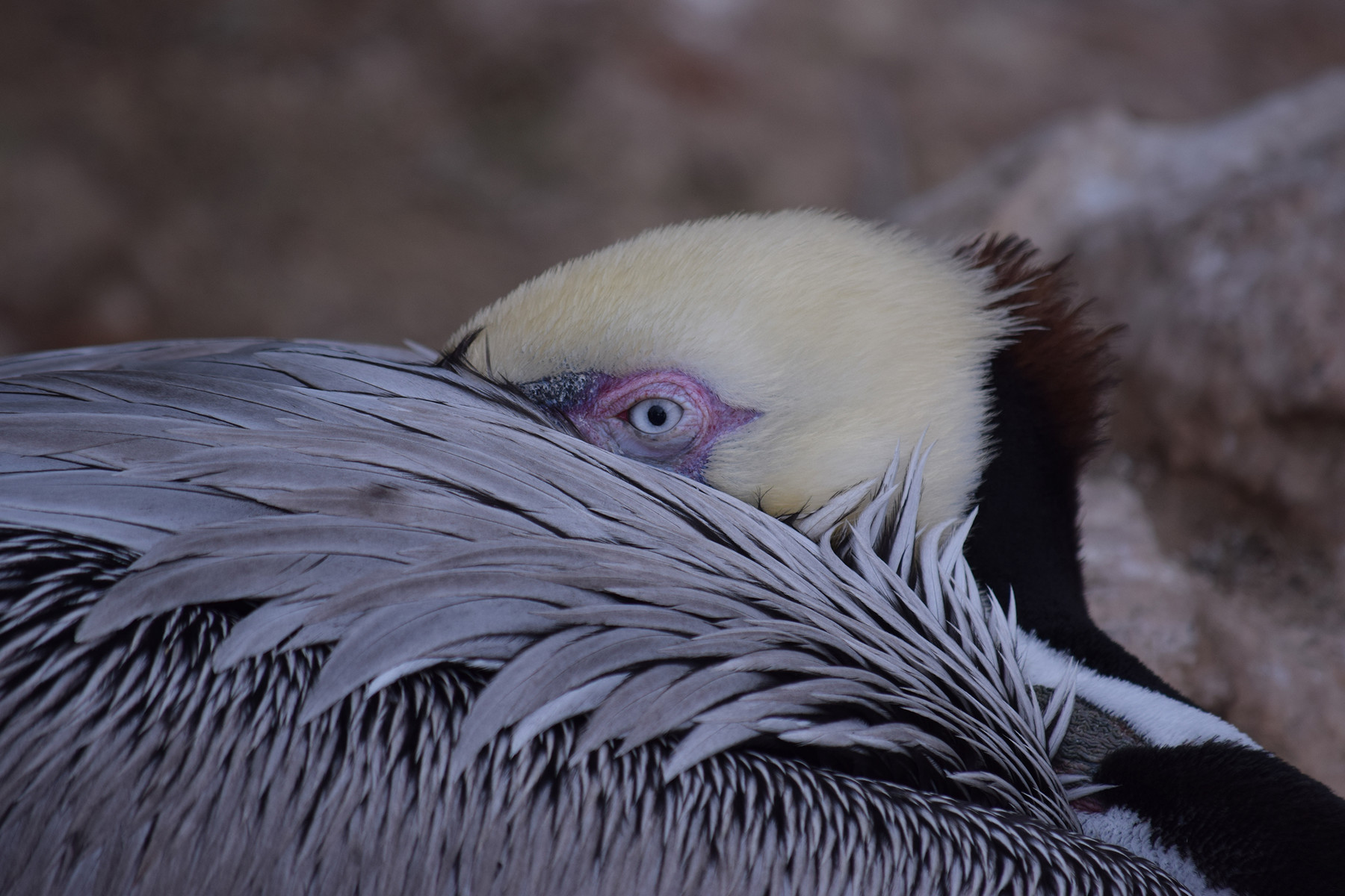 ArtStation - Reference: Birds Pack 350 | Resources