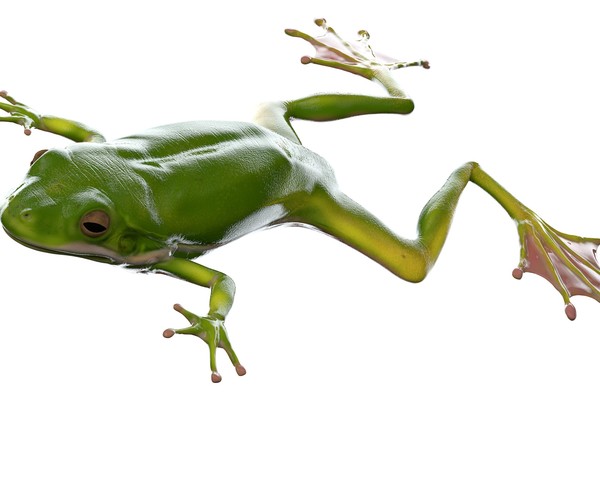 ArtStation - Frog | Game Assets