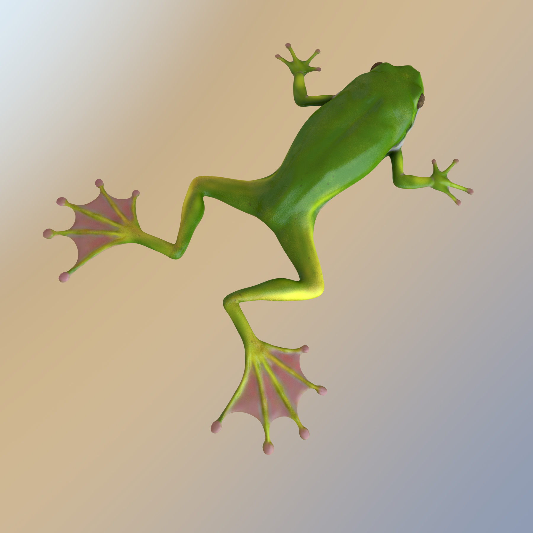 ArtStation - Frog | Game Assets