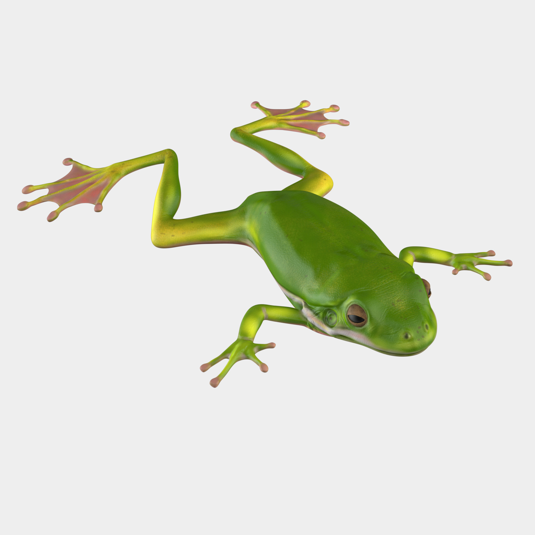 ArtStation - Frog | Game Assets