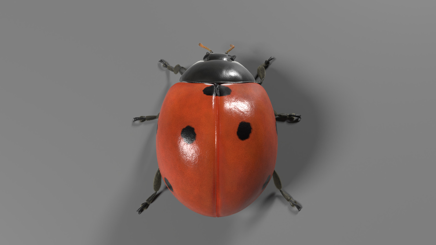 ArtStation - 3D Animal | Ladybug Animated | Resources