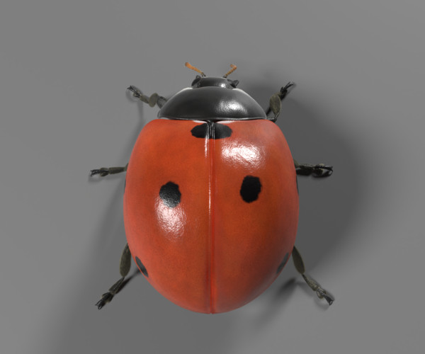 ArtStation - 3D Animal | Ladybug Animated | Resources