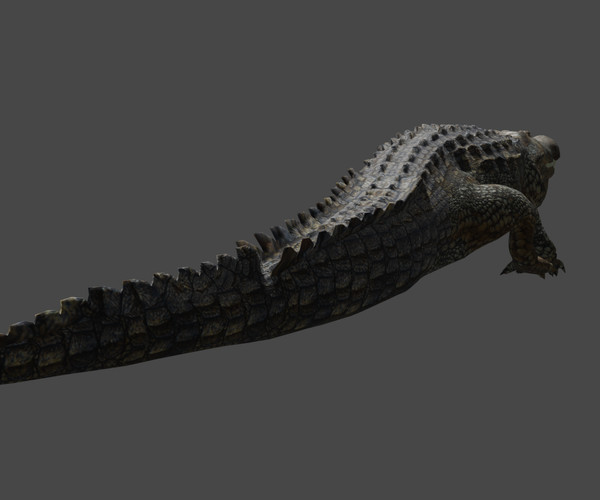 ArtStation - Aligator | Game Assets