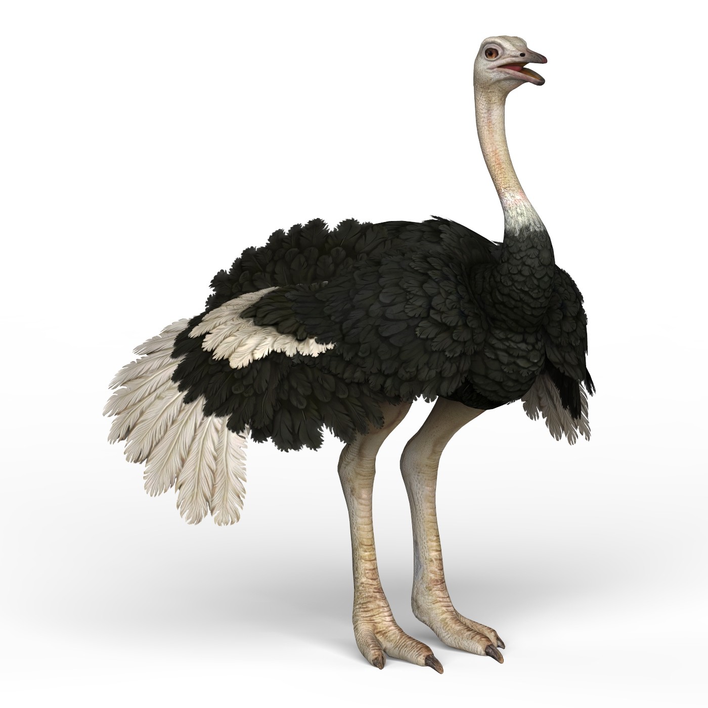 ArtStation - Ostrich 3D Model | Resources