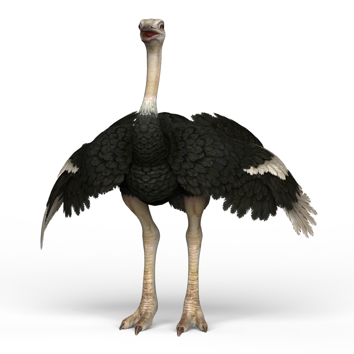 ArtStation - Ostrich 3D Model | Resources