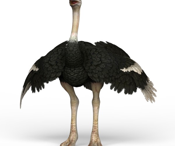ArtStation - Ostrich 3D Model | Resources