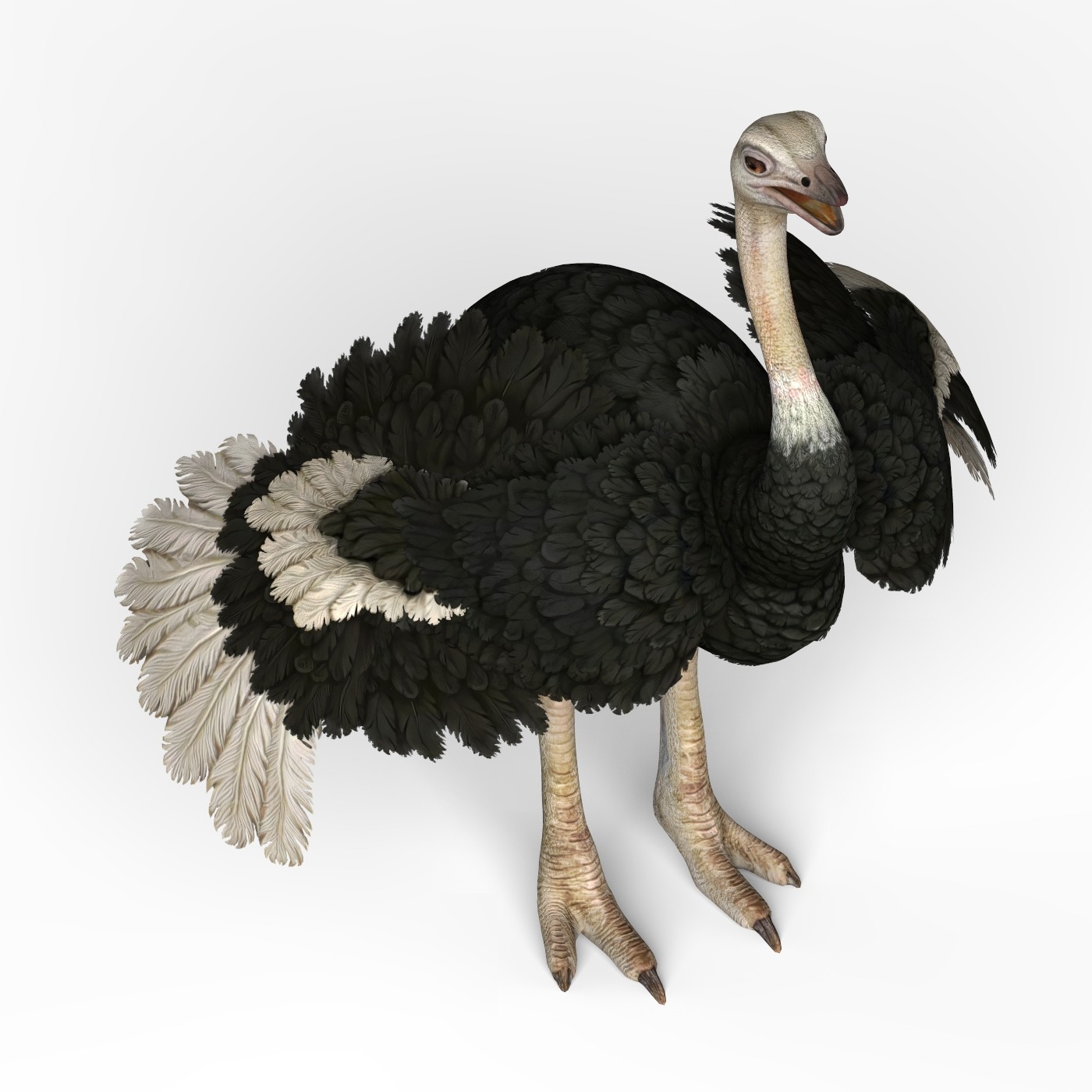 ArtStation - Ostrich 3D Model | Resources