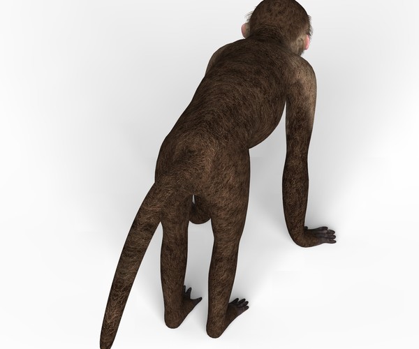ArtStation - Capuchin Monkey 3D Model | Resources