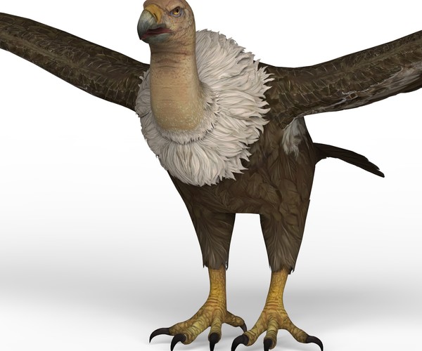 Artstation Vulture 3d Model Resources